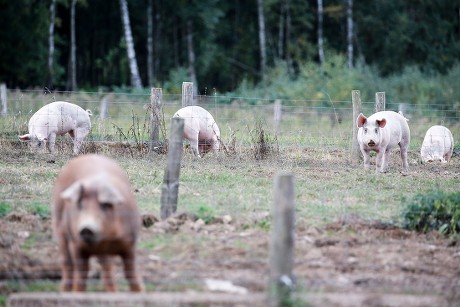 Pigs Field Pig Farm Near Nassogne Editorial Stock Photo - Stock Image ...