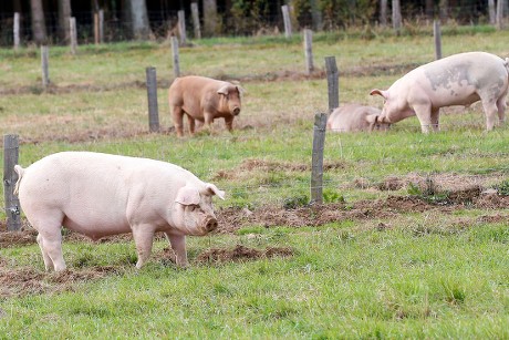 Pigs Field Pig Farm Near Nassogne Editorial Stock Photo - Stock Image ...