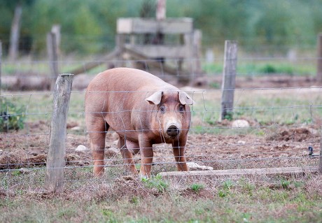 Pigs Field Pig Farm Near Nassogne Editorial Stock Photo - Stock Image ...