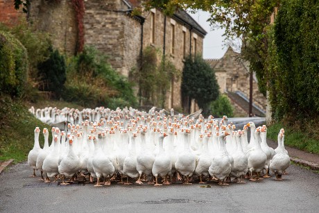 Richard Botterill Town End Farm Leading Editorial Stock Photo - Stock ...