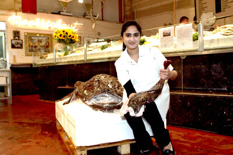 Giant Lophius Called Monkfish Goosefish Fishingfrog Editorial Stock ...