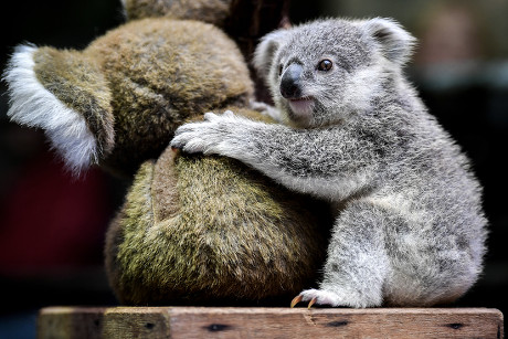 Eightmonthsold Female Koala Cub Holds On Editorial Stock Photo - Stock ...