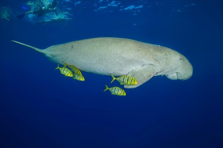 250 Cow fish Stock Pictures, Editorial Images and Stock Photos ...