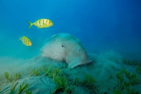 250 Cow fish Stock Pictures, Editorial Images and Stock Photos ...
