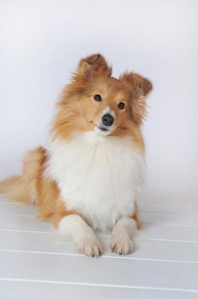 Sheltie Sable Young Male Lying Faithful Editorial Stock Photo - Stock ...