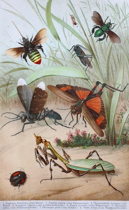 250 Insect motif Stock Pictures, Editorial Images and Stock Photos ...