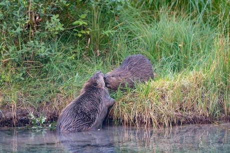 Two Beavers Castor Fiber Sitting On Editorial Stock Photo - Stock Image ...