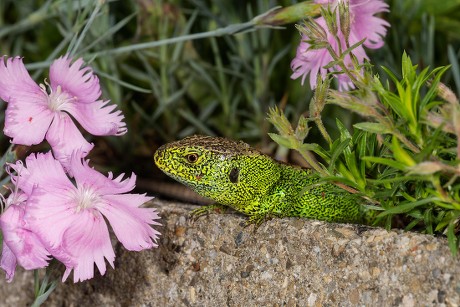 250 Agilis Stock Pictures, Editorial Images and Stock Photos | Shutterstock