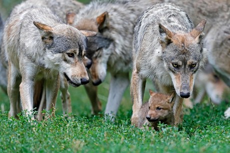 33 Algonquin wolves Stock Pictures, Editorial Images and Stock Photos ...