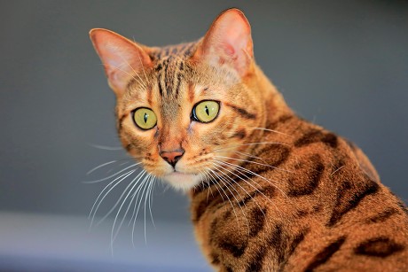2 000 Domestic Cat Breed Stock Pictures Editorial Images And Stock