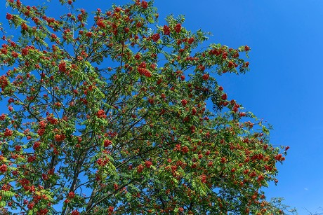 500 Rowan tree Stock Pictures, Editorial Images and Stock Photos ...