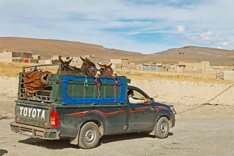 Donkeys Tied Truck Bed High Atlas Editorial Stock Photo - Stock Image ...