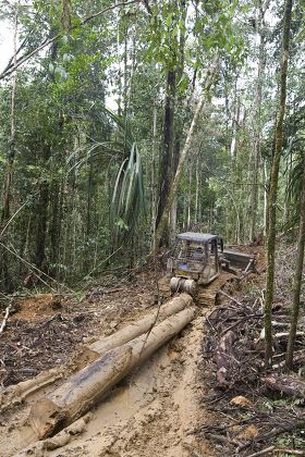 Turama Forest Industries Loggers Bulldozing Through Editorial Stock ...