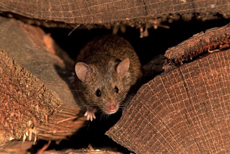 250 Old world mouse Stock Pictures, Editorial Images and Stock Photos ...