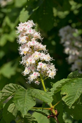 500 Aesculus Stock Pictures, Editorial Images and Stock Photos ...