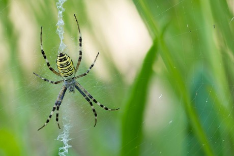 250 Wasp spider Stock Pictures, Editorial Images and Stock Photos ...