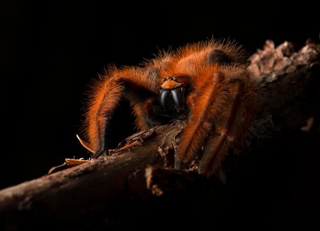 31 Hairy spider Stock Pictures, Editorial Images and Stock Photos ...
