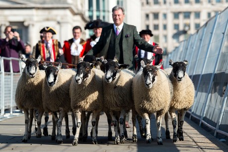 Sheep Driven Across London Bridge During Editorial Stock Photo - Stock ...