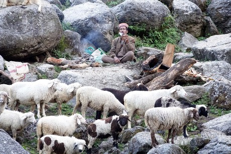Indian Gaddi Shepherd Smokes His Herd Editorial Stock Photo - Stock ...
