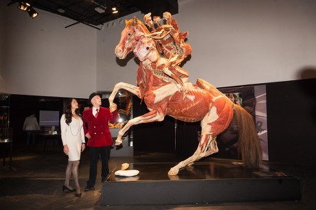 50 Exhibit display death dead body bodies plastination preserved ...