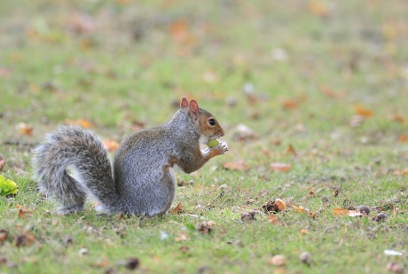 Squirrel Nut Collecting On Bright Autumnal Editorial Stock Photo ...