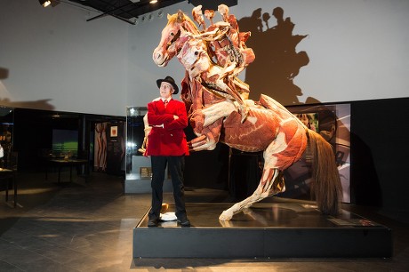 50 Exhibit display death dead body bodies plastination preserved ...