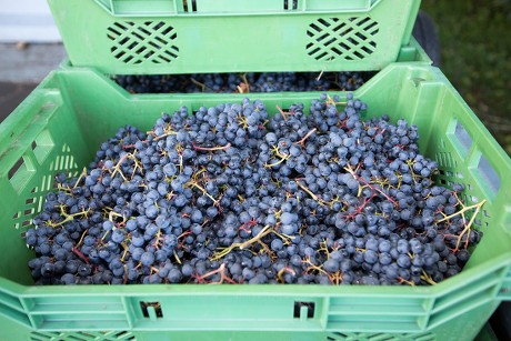 Rondo Grapes Editorial Stock Photo - Stock Image | Shutterstock