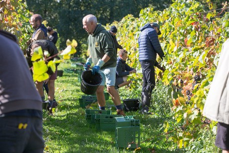 People Picking Rondo Grapes Chilford Hall Editorial Stock Photo - Stock ...