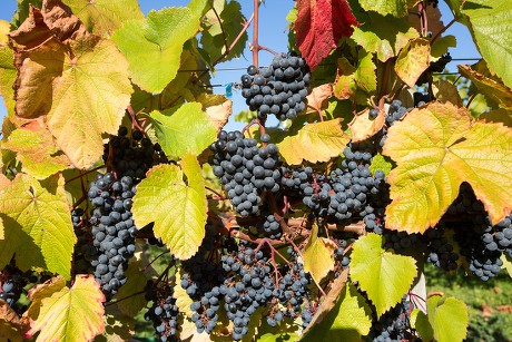 People Picking Rondo Grapes Chilford Hall Editorial Stock Photo - Stock ...