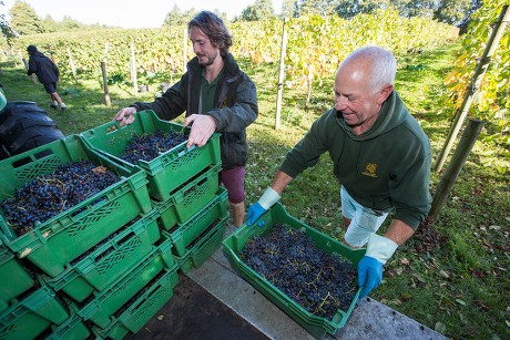 People Picking Rondo Grapes Chilford Hall Editorial Stock Photo - Stock ...