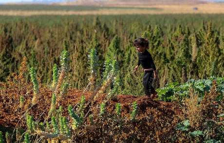 Child Walks On Field Cannabis Plants Editorial Stock Photo - Stock ...