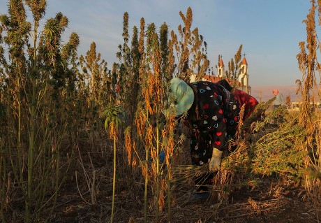Syrian Refugees Work On Harvesting Cannabis Editorial Stock Photo ...