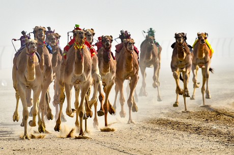 Camels Robotic Jockies Compete During Kuwaits Editorial Stock Photo ...