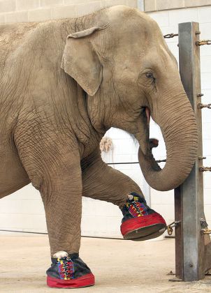 Gay Elephant Her Custom Made Shoes Editorial Stock Photo - Stock Image ...