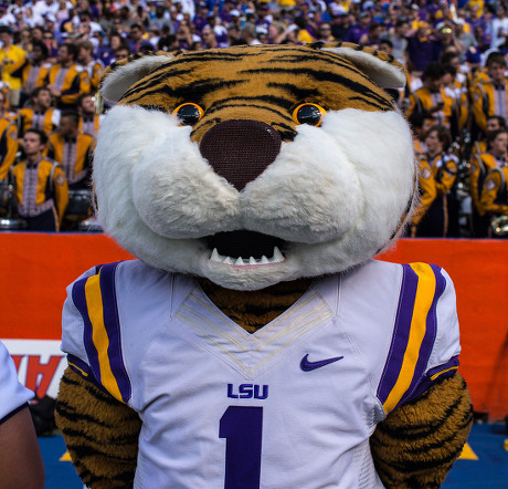 Gainesville Fl Us Lsus Mascot Mike Editorial Stock Photo - Stock Image ...