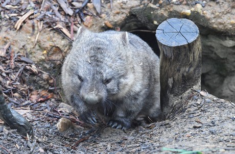 Wombat Seen Wombat Enclosure Cleland Wildlife Editorial Stock Photo ...