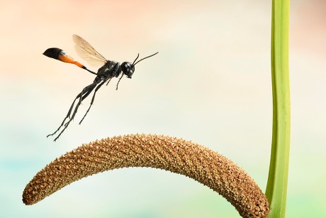 16 Calamus Stock Pictures, Editorial Images and Stock Photos | Shutterstock