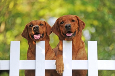 500 Pokes tongue out Stock Pictures, Editorial Images and Stock Photos ...