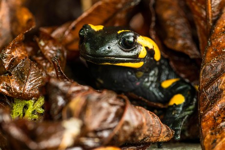 250 Fire salamander Stock Pictures, Editorial Images and Stock Photos ...