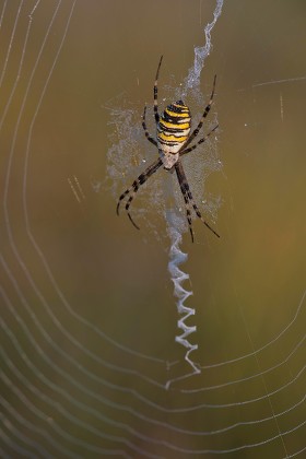 250 Wasp spider Stock Pictures, Editorial Images and Stock Photos ...