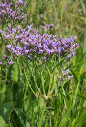 250 Common meadow grass Stock Pictures, Editorial Images and Stock ...