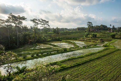 1,000 Terrace farming Stock Pictures, Editorial Images and Stock Photos ...