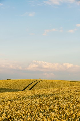 500 Wheatfield Stock Pictures, Editorial Images and Stock Photos ...