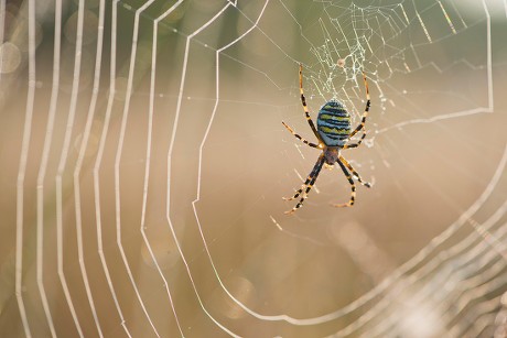 250 Wasp spider Stock Pictures, Editorial Images and Stock Photos ...