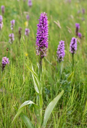 1,000 Orchis Stock Pictures, Editorial Images and Stock Photos ...