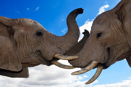 250 Orphan animals Stock Pictures, Editorial Images and Stock Photos ...