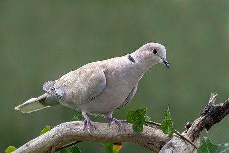 250 Dove tree Stock Pictures, Editorial Images and Stock Photos ...