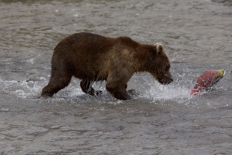 40 Blueback salmon Stock Pictures, Editorial Images and Stock Photos ...