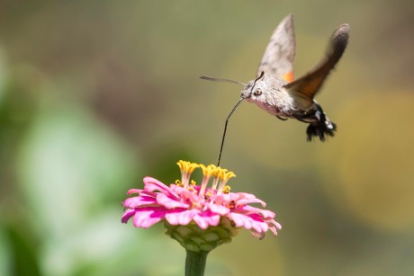 5 Butterfly flapping wings Stock Pictures, Editorial Images and Stock ...