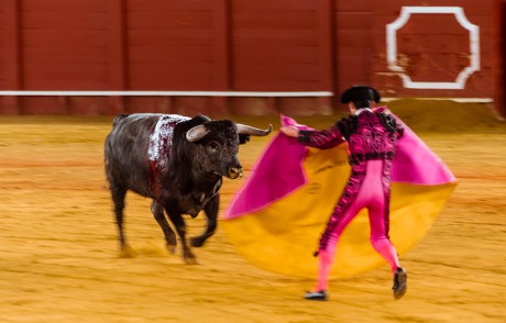 500 Bull fight in arena Stock Pictures, Editorial Images and Stock ...